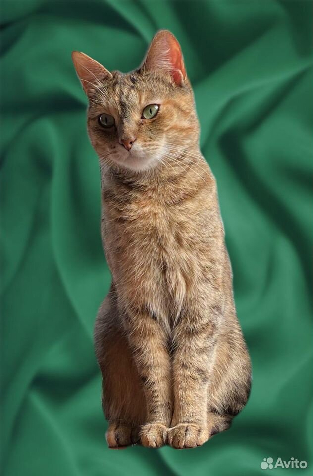 Шурочка ищет дом