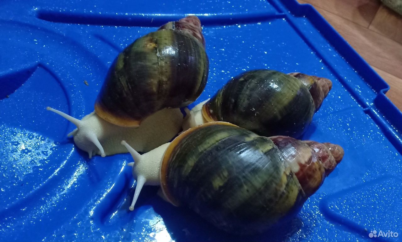 Архахатина Бенин