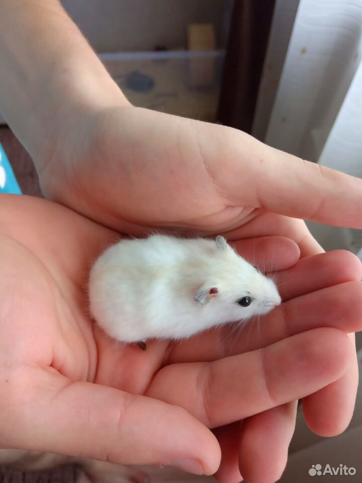 Джунгарский хомяк со всем оборудованием