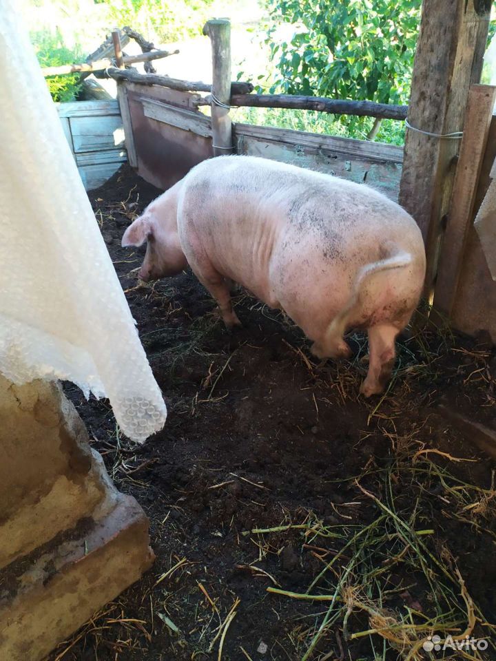 Кабанчик на мясо