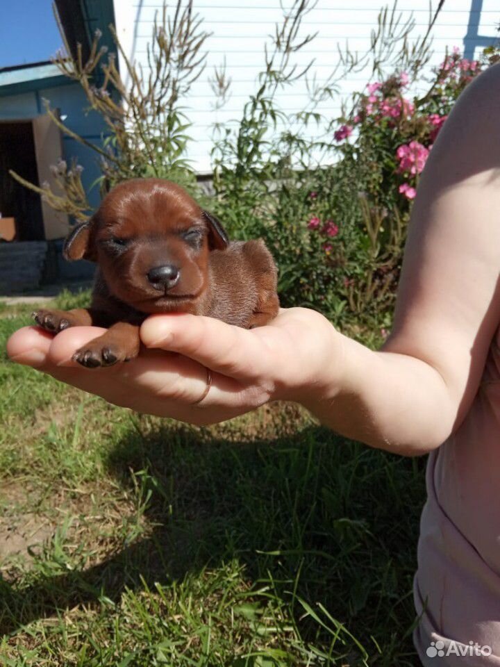 Крошки пинчеры