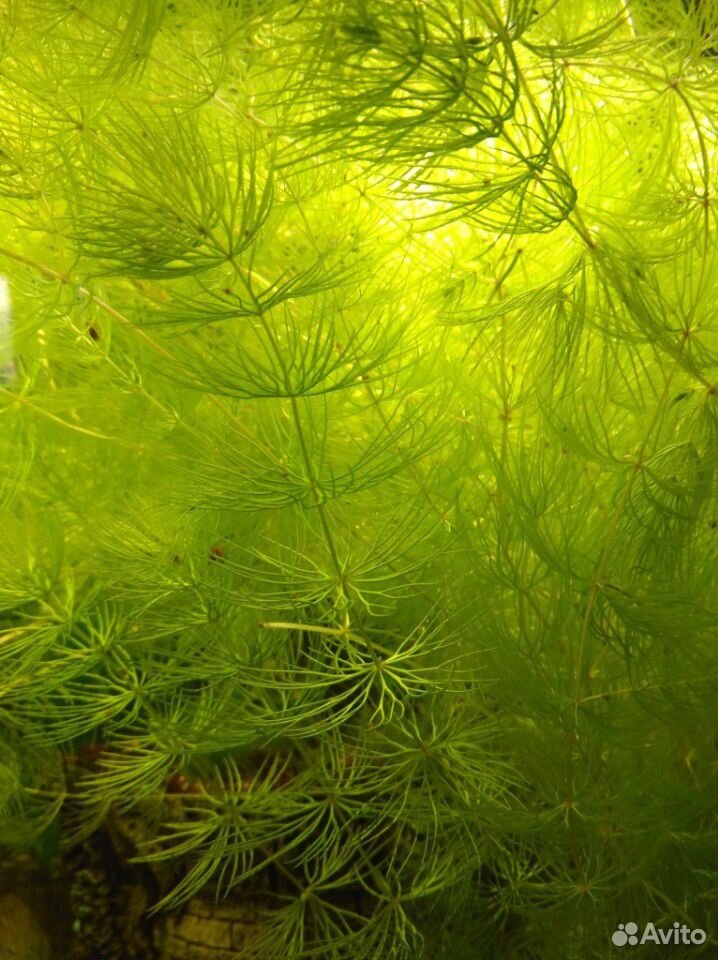 Аквариумное растение роголистник(обмен на гаммарус