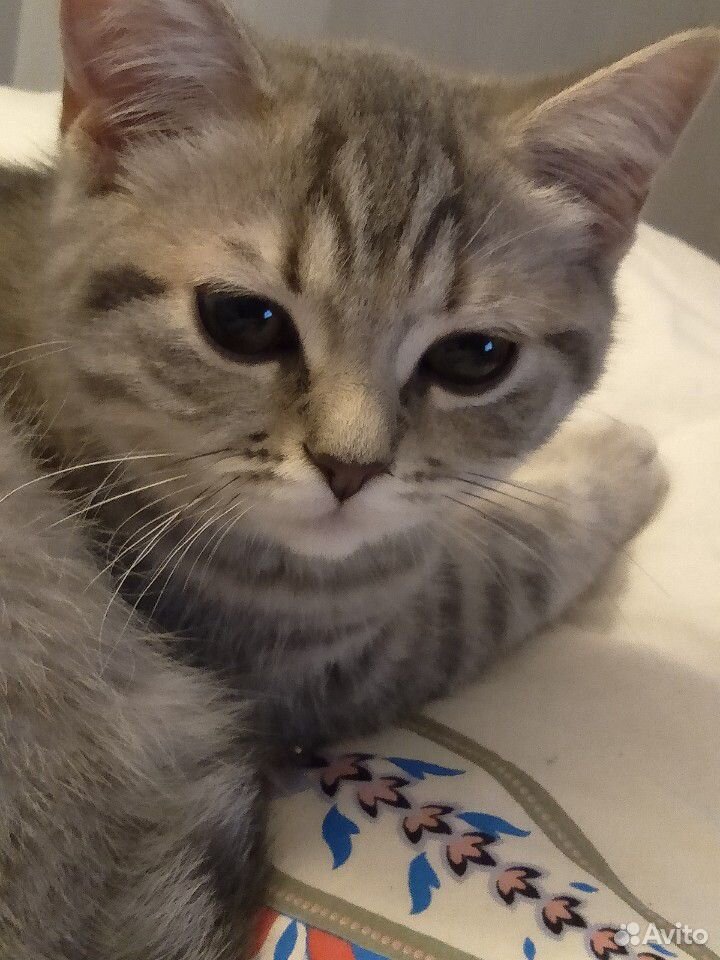 Британская