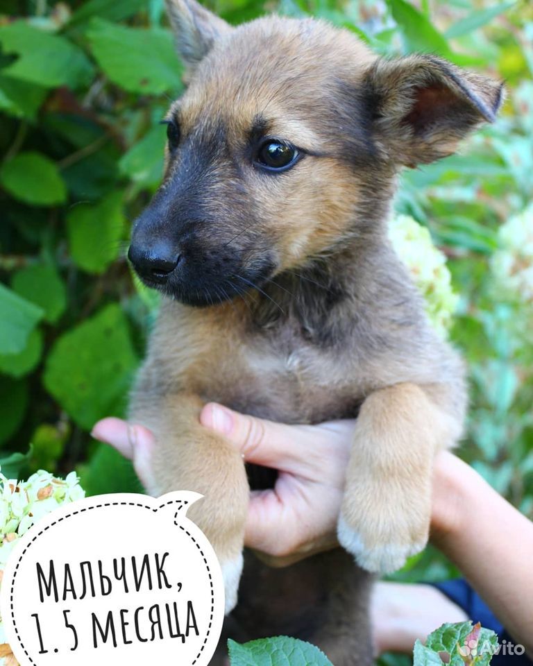 Рыжий щенок, мальчик 1.5 месяца