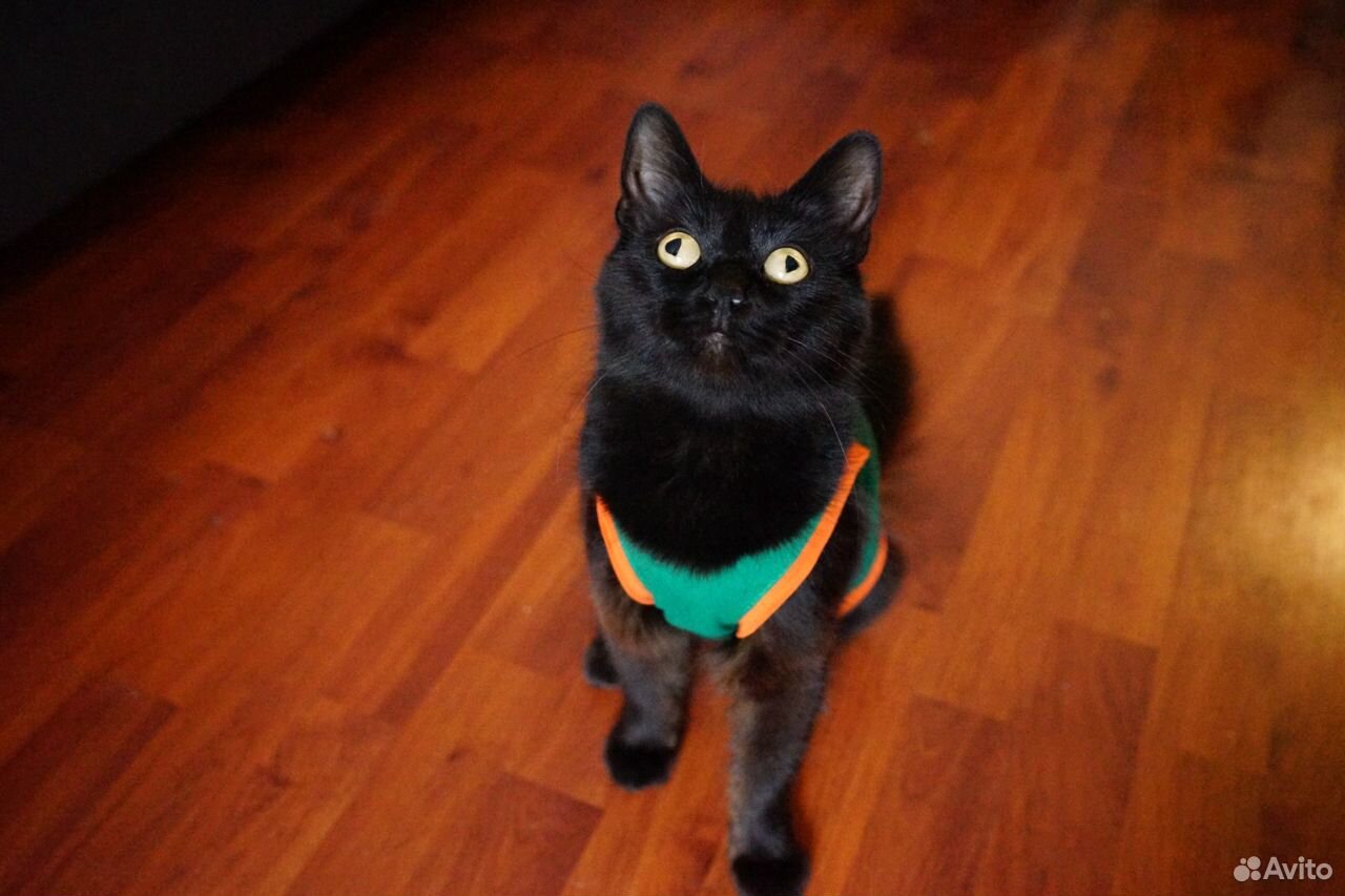 Малефисента ищет родителей