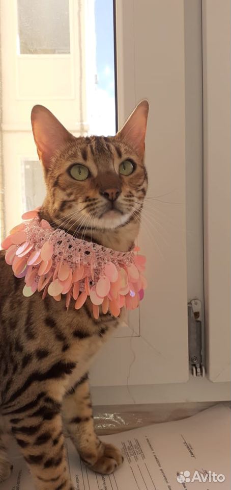 Бенгальская