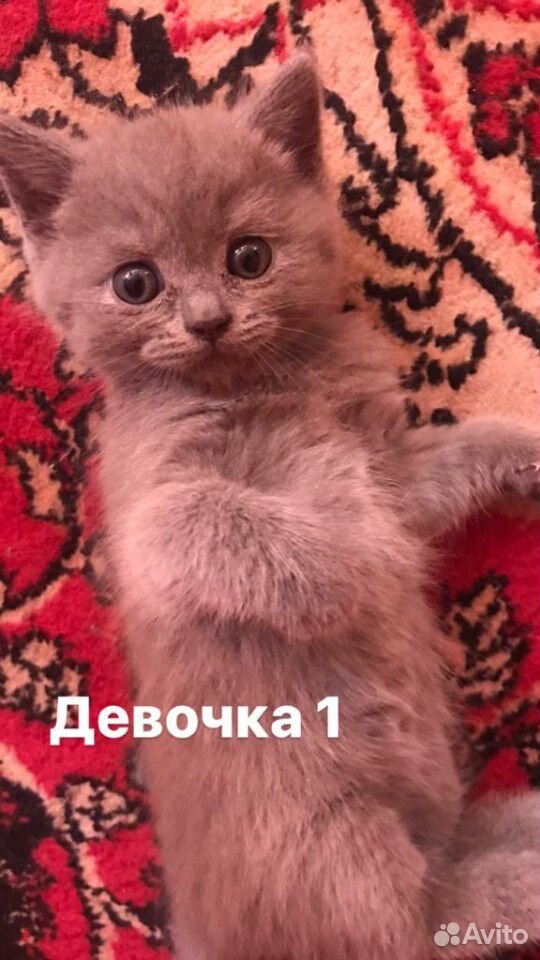 Котята шотландцы