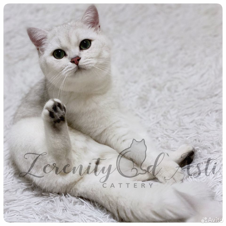 Британская