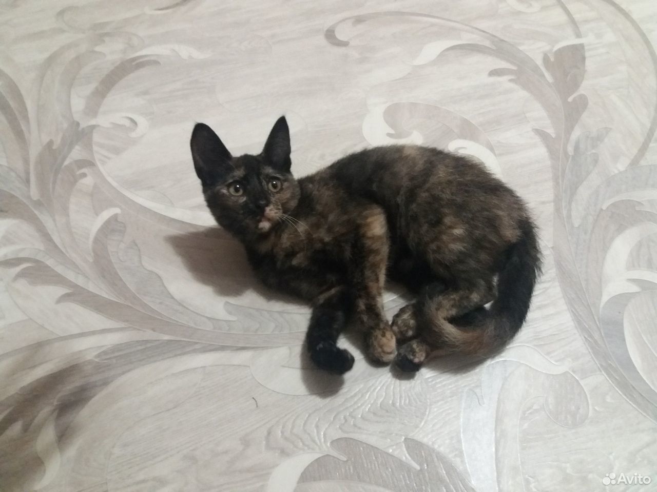 Малышка мышеловка