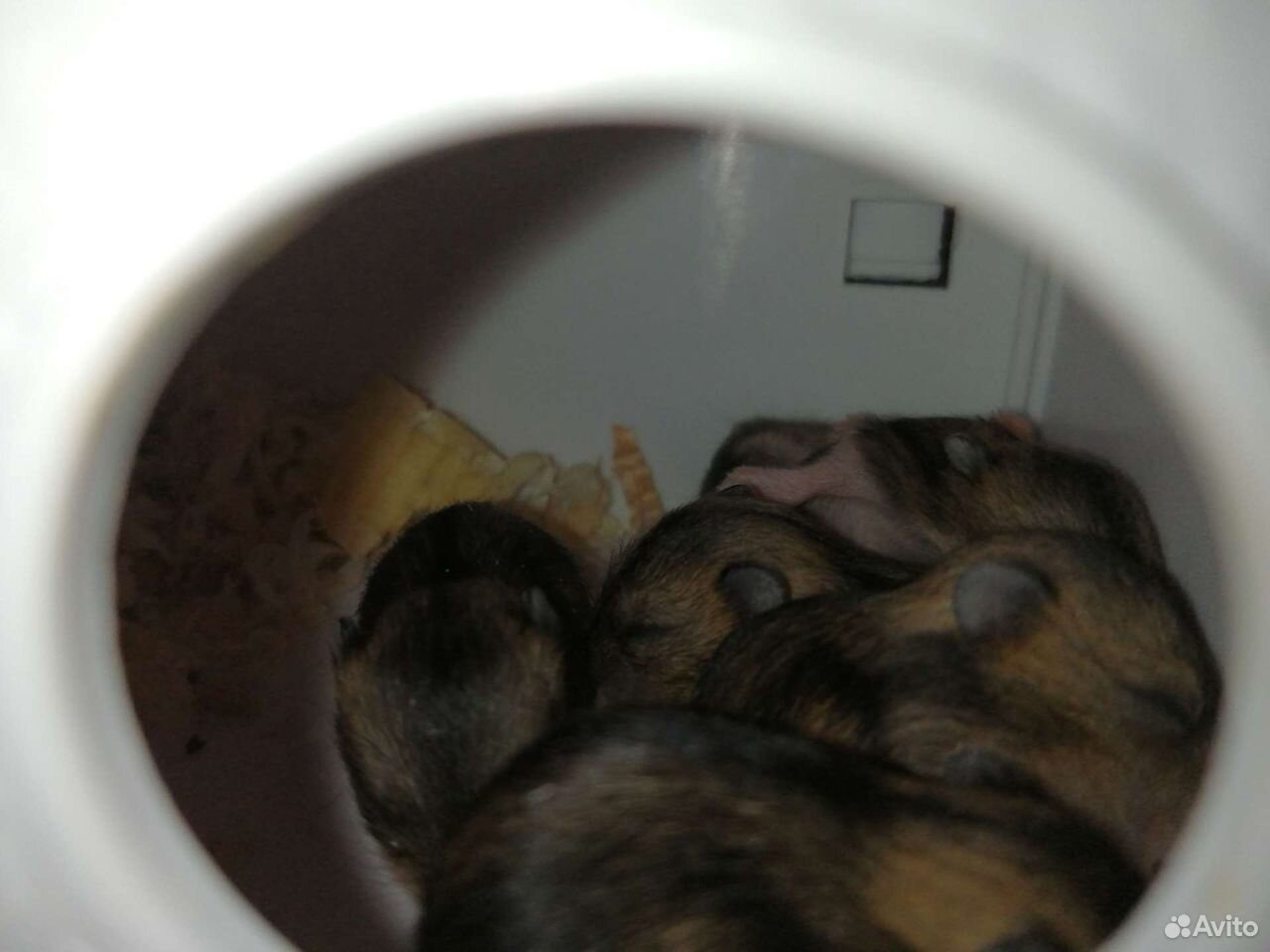 Продам хомячков джунгариков