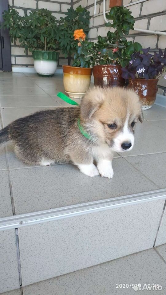 Вельшкорги пемброк, мальчик