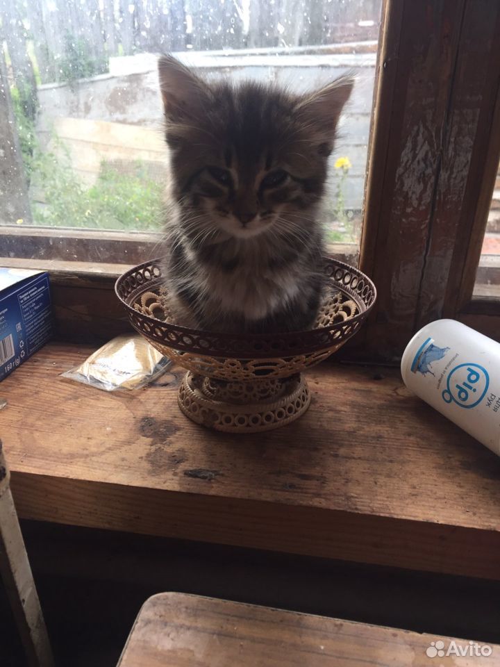 Котята