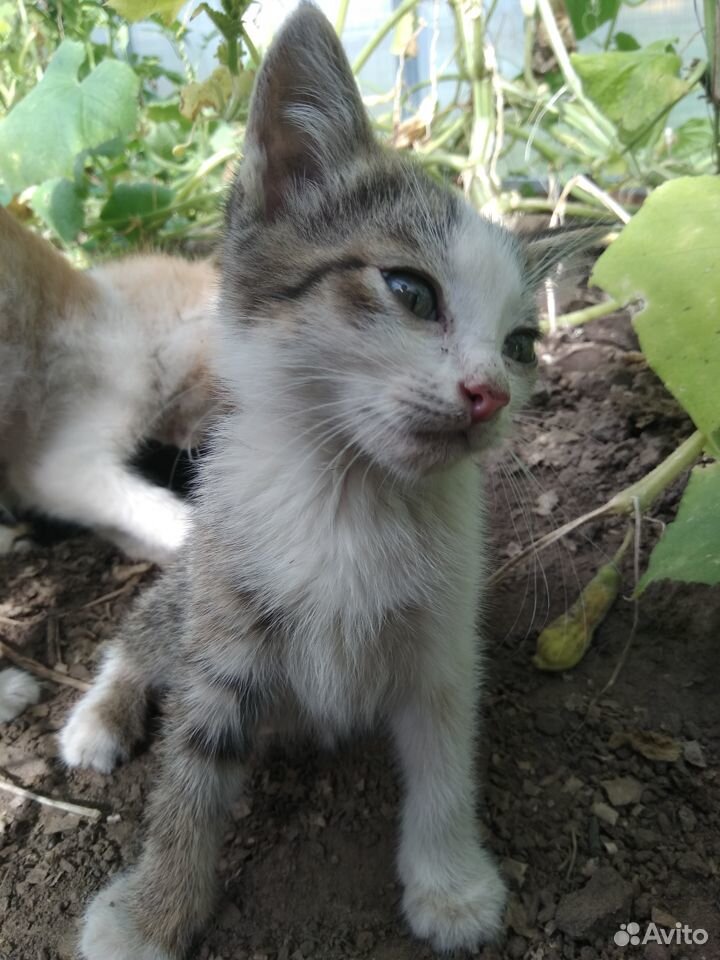 Чудесные котята в добрые руки