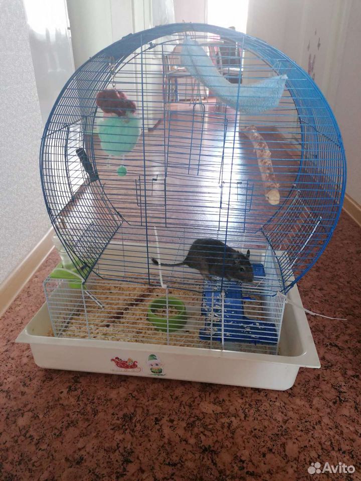 Чилийская белка Дегу
