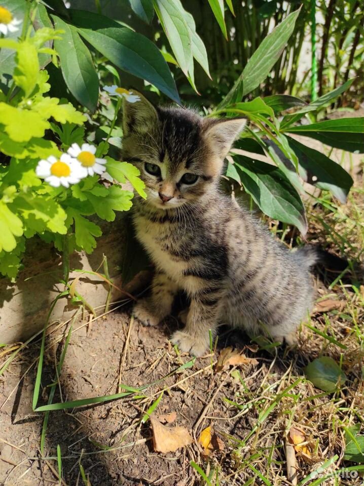 Котенок в добрые руки