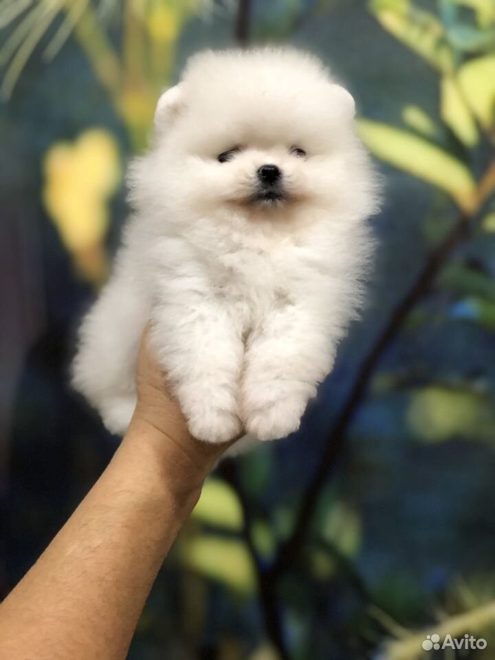 Супер мини мишки