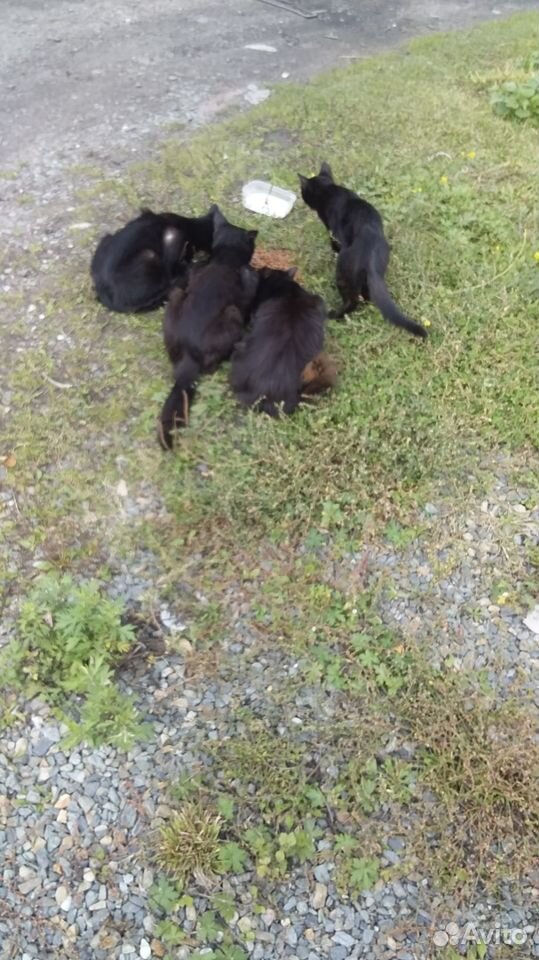 7 брошенных котят и кошек