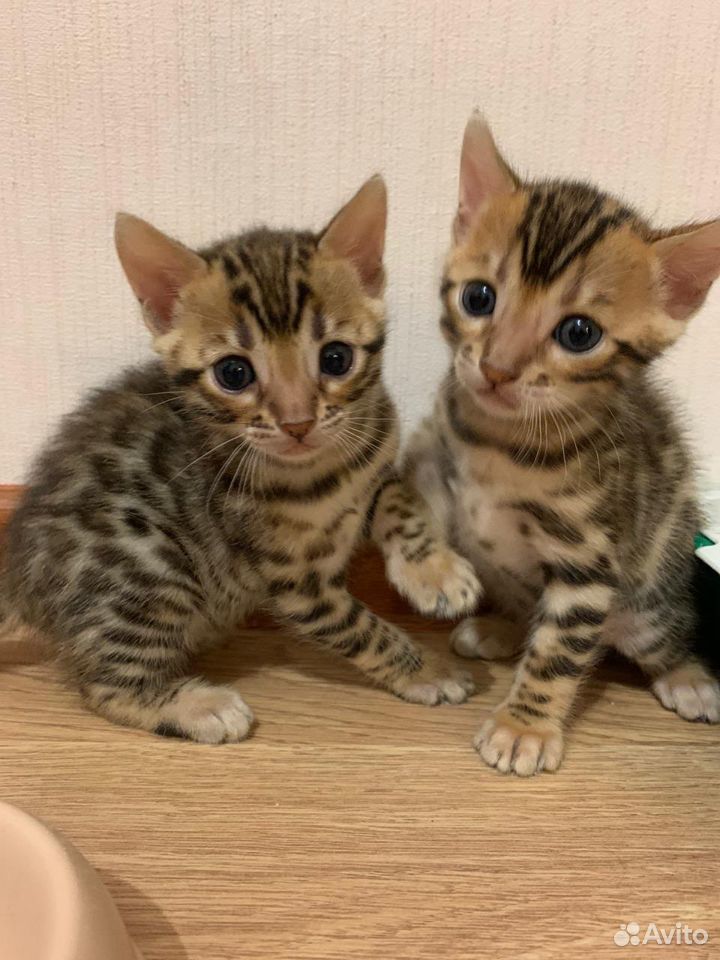 Игривые Бенгалы