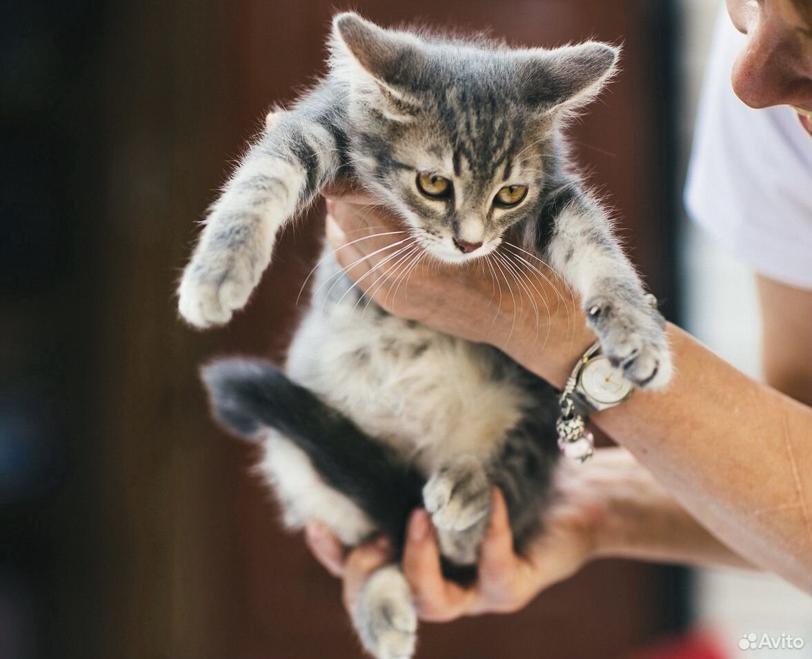 Котёнок в дар, в добрые руки