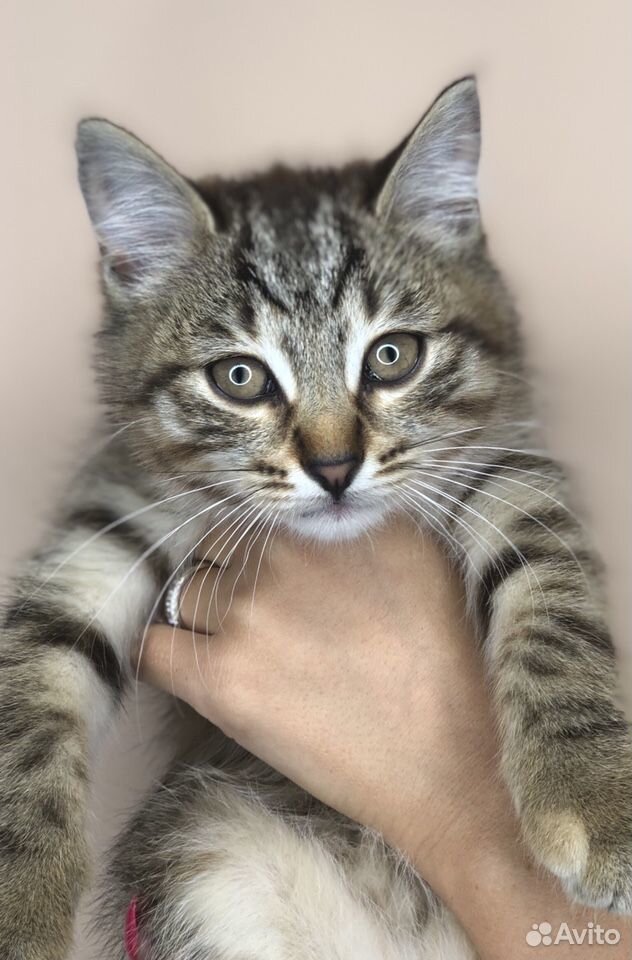 Котёнок девочка помесь с британцем