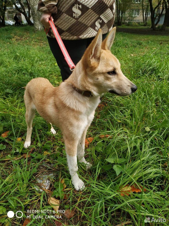 Мини лаечка