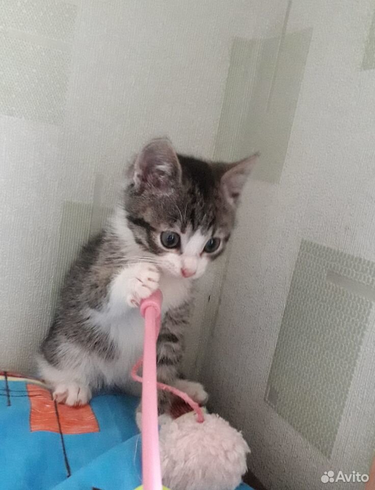 Пашка, 2,5 мес