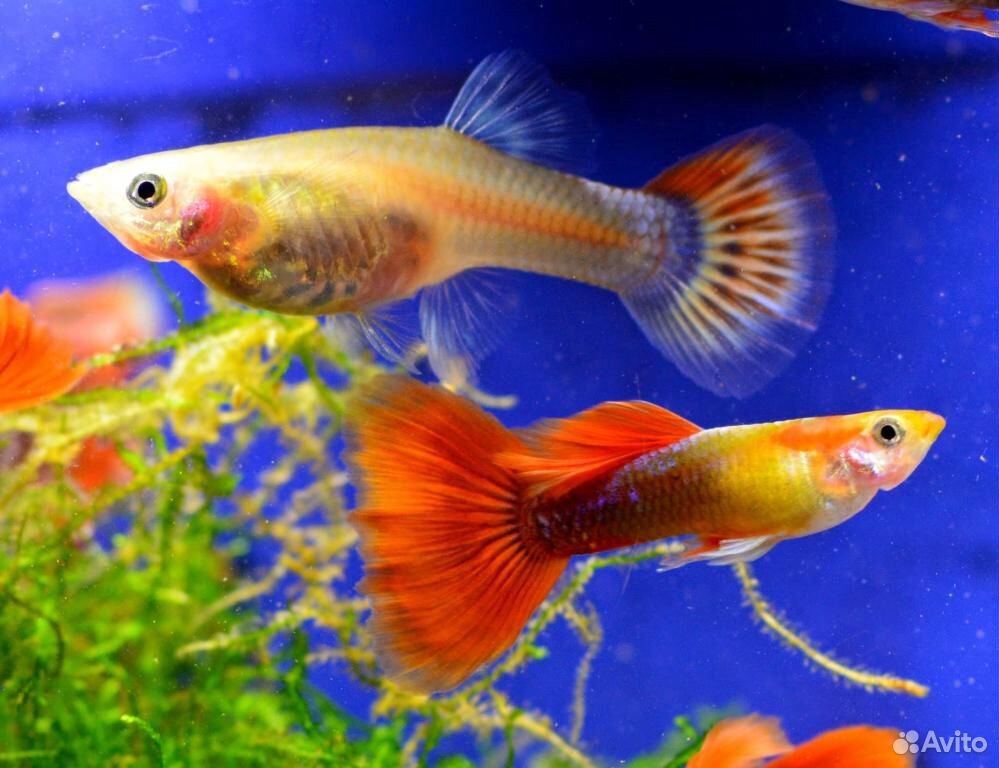 Аквариумные рыбки гуппи отдам даром