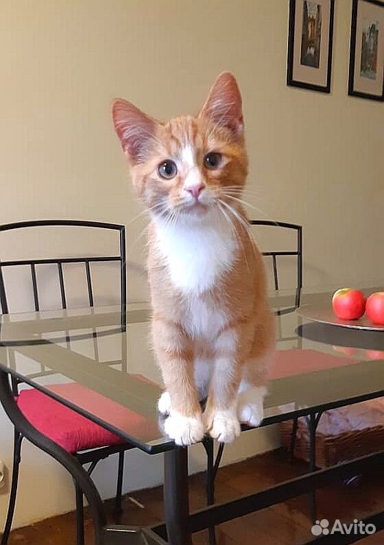 Малыш ищет свой родной дом