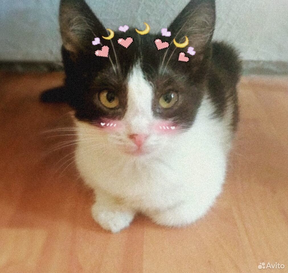 Кошка Бэтмен