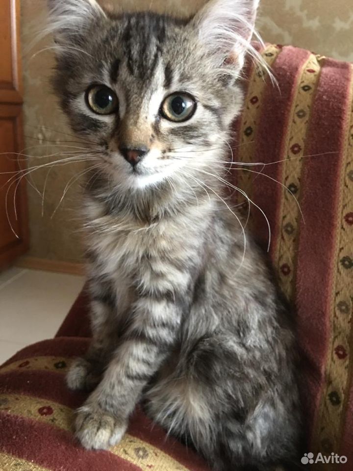 Супер ласкунишка Ладушка 2 мес