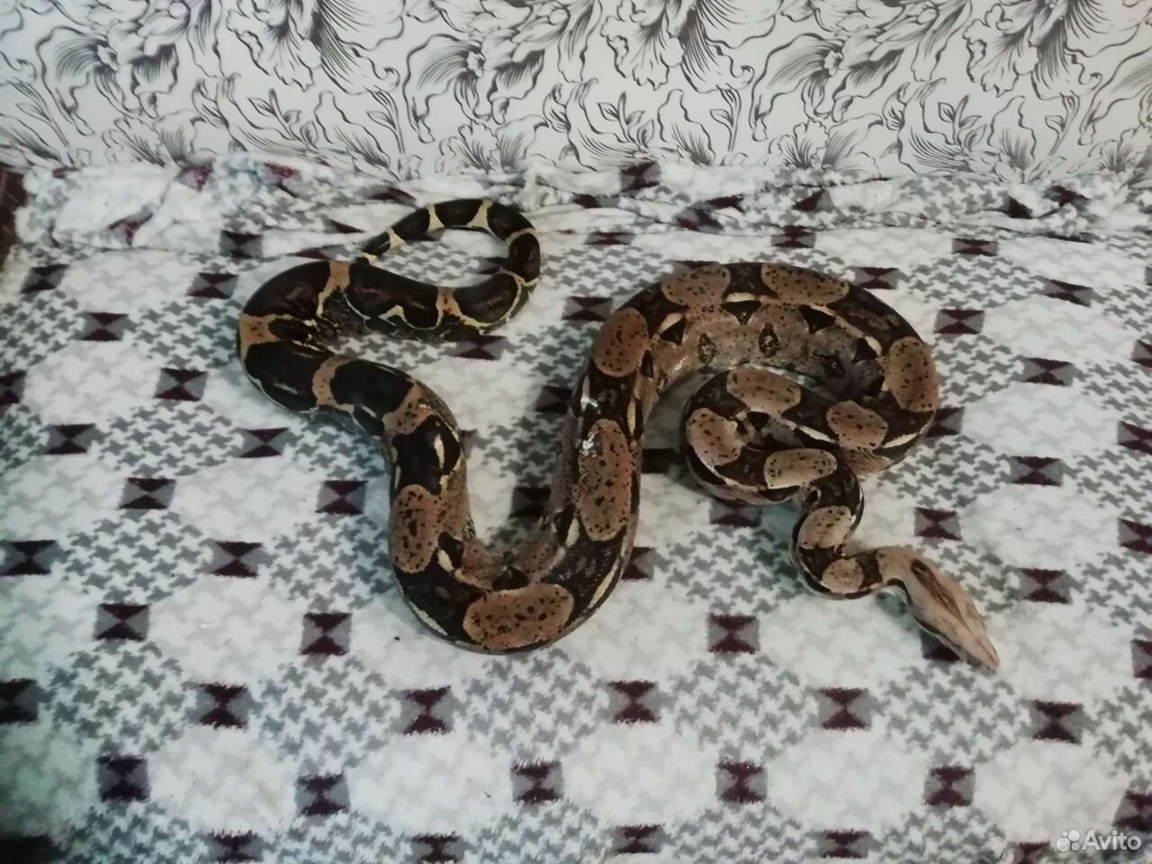 Змея. Констриктур ищет подругу