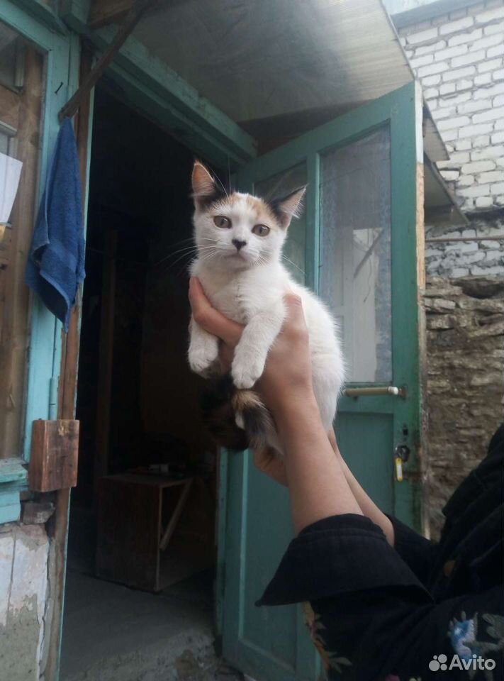 Котята. 3-4 месяца, 2 девочки отдадим в хорошие ру
