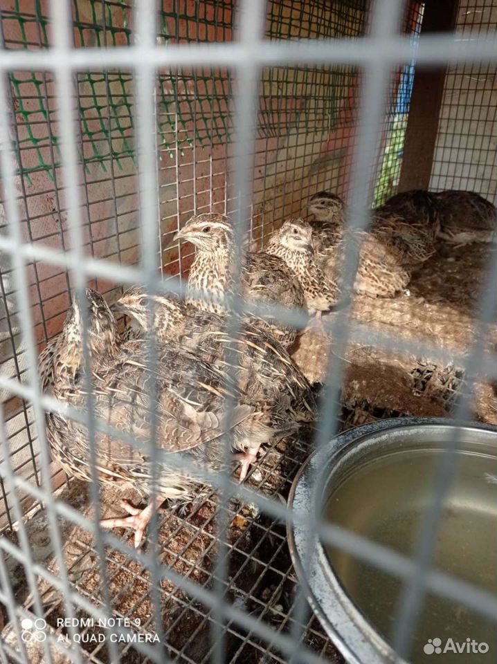 Перепел несушки