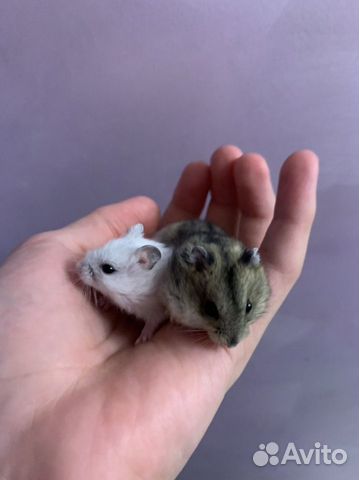 Джунгарский хомяк