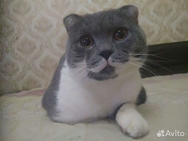 Кот