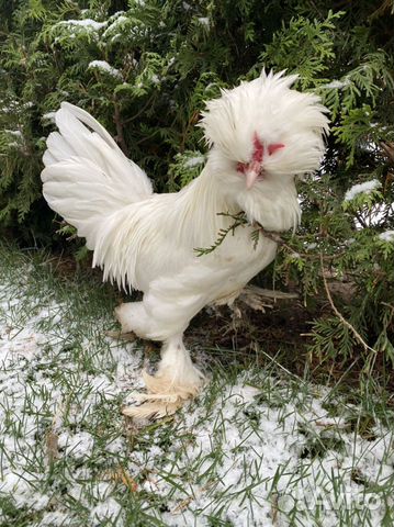 Турецкая султанка