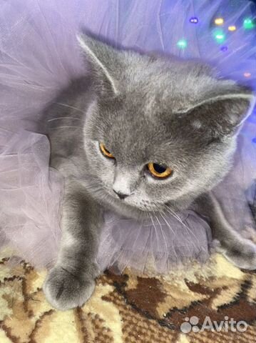 Британская