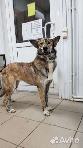 Тигра ищет семью