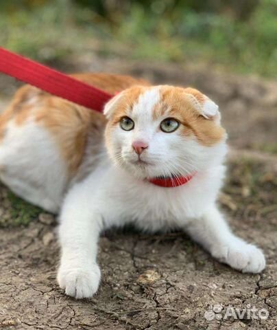 Рыжий котенок вислоухий