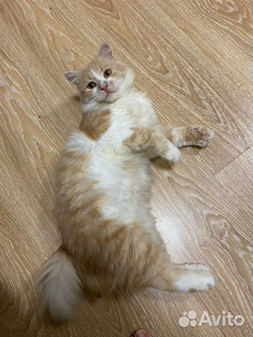 Котик бобтейл бесплатно