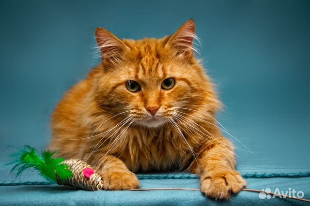 Рыжий пушистый ласковый кот Даддитс