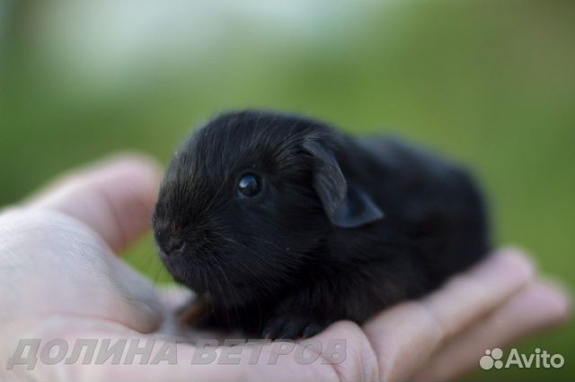 Морская свинка гладкошерстная мальчик черепаховый