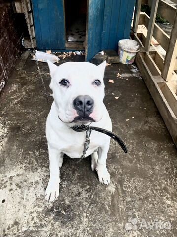 Стаффордширский терьер