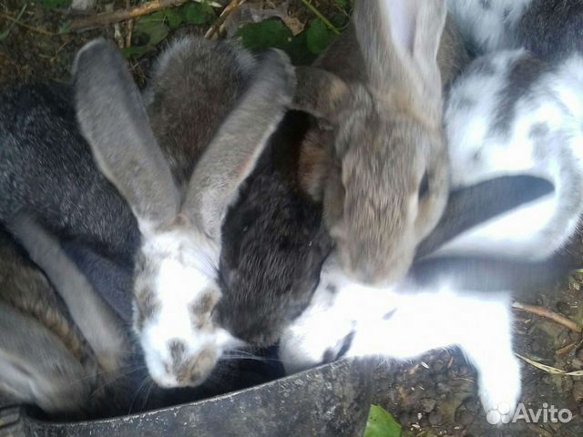 Кролики мясные,кролихи