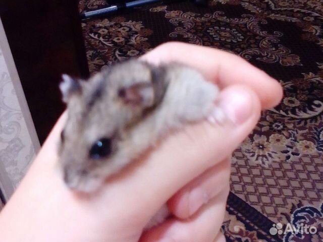 Хомячок Джунгарик