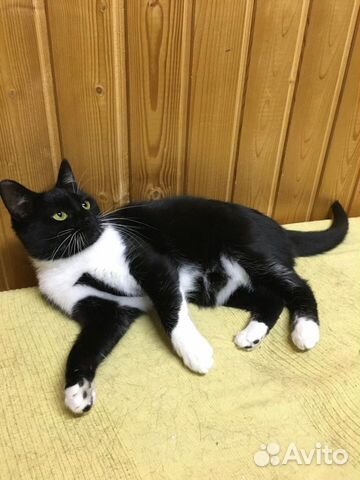 Кошечка ищет семью