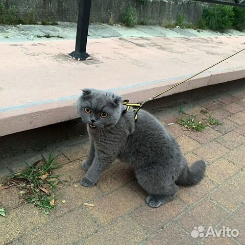 Ищем кота на вязку. Скотиш страйт