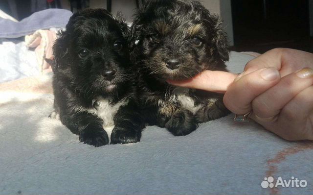 Детки любви)