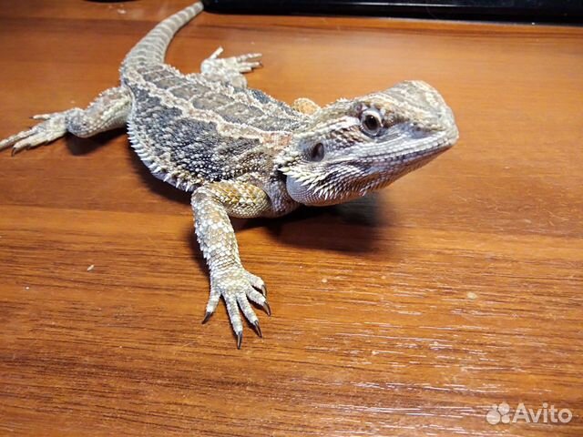 Бородатая агама самка