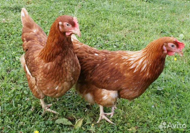 Продам кур домашних